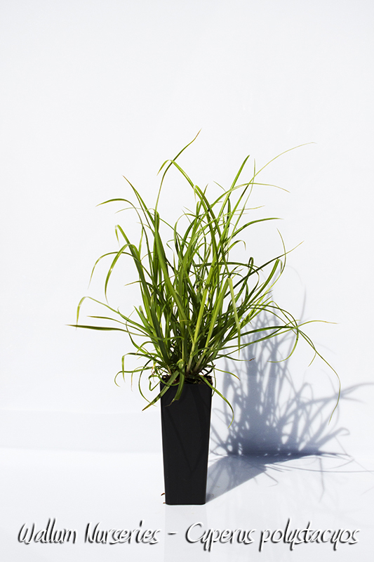Bunchy Sedge Wallum Nurseries
